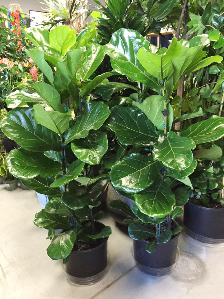 Ficus Lyrata Column – Interior Gardens