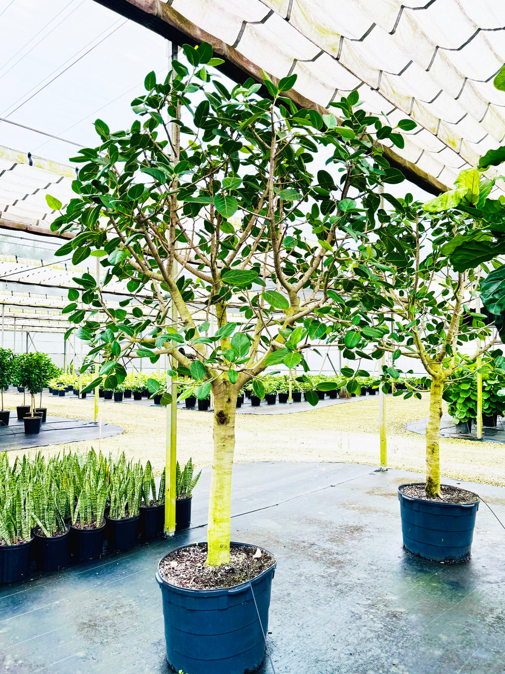 Ficus Audrey Standard – Interior Gardens