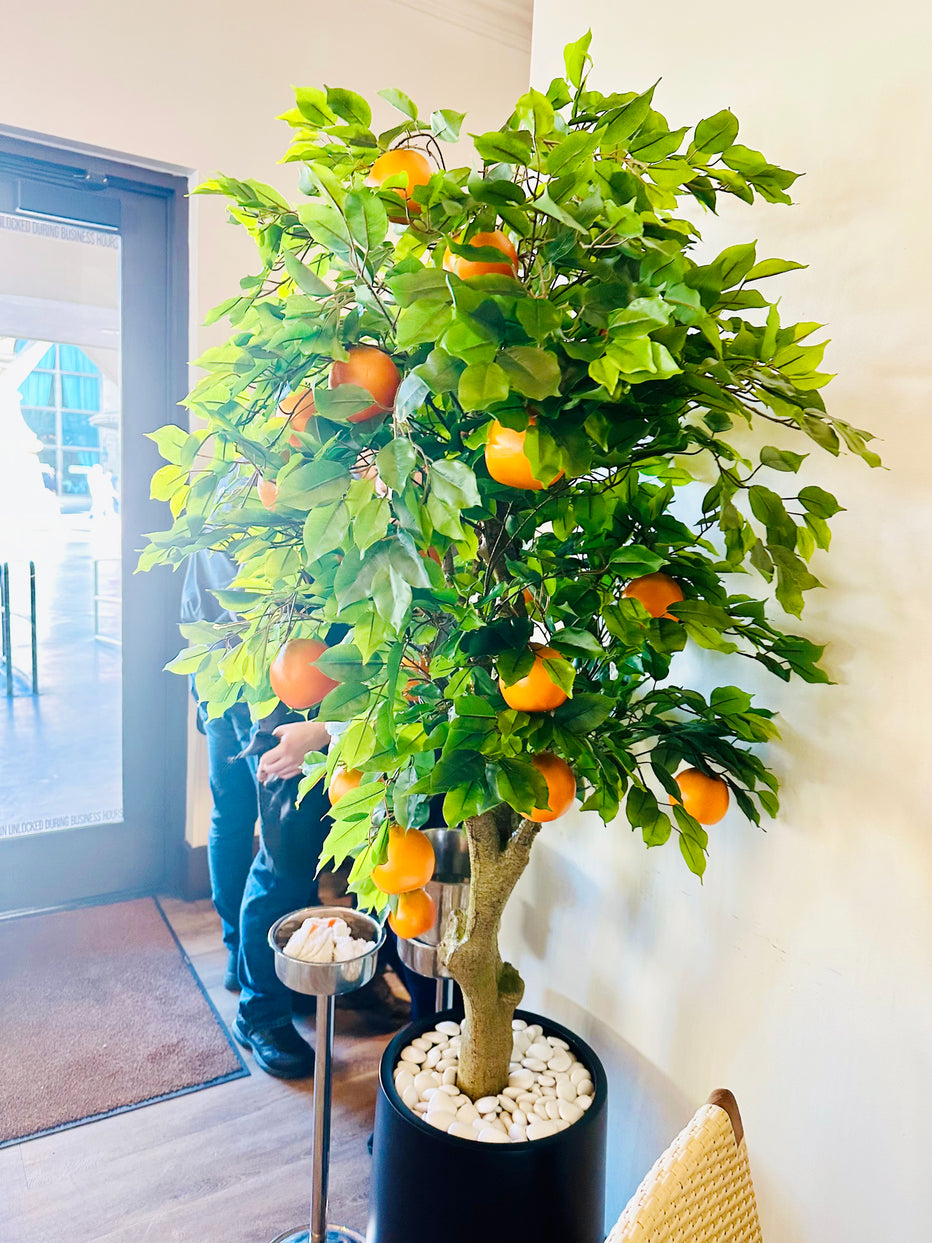 Citrus Trees – Interior Gardens