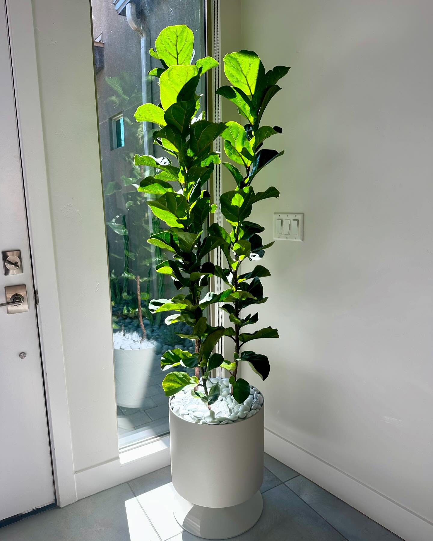 Ficus Lyrata “Bambino” Column – Interior Gardens